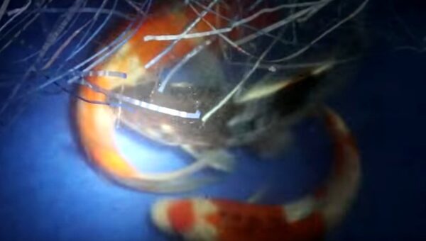 How to breed Japanese Koi ( Step by Step Process) - Dexter's World