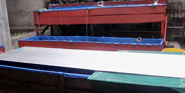 How to breed Japanese Koi ( Step by Step Process) - Dexter's World