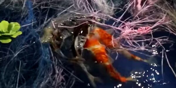 How to breed Japanese Koi ( Step by Step Process) - Dexter's World