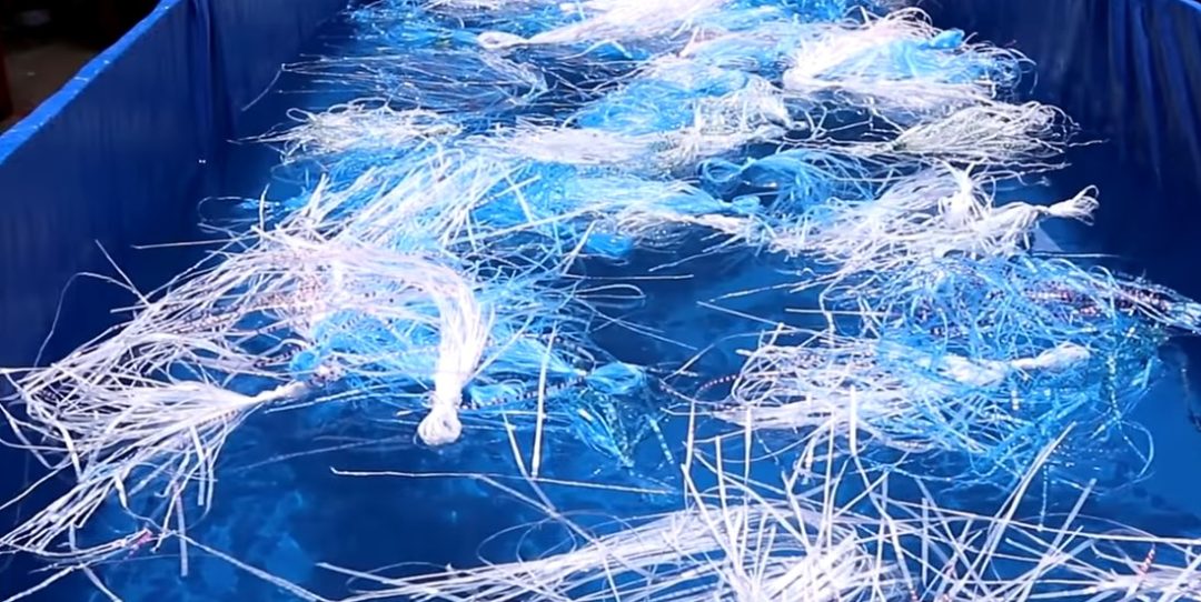 How to breed Japanese Koi ( Step by Step Process) - Dexter's World