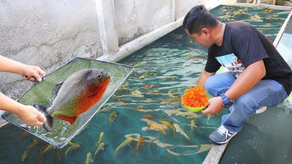 All the Basics You Need to Know About Ornamental Fish Farming - Dexter ...