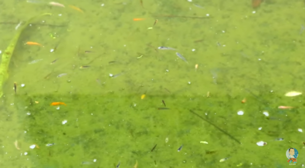 Fish Farm Producing Thousands of Fish - Dexter's World