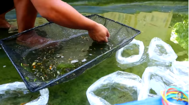 Fish Farm Producing Thousands of Fish - Dexter's World