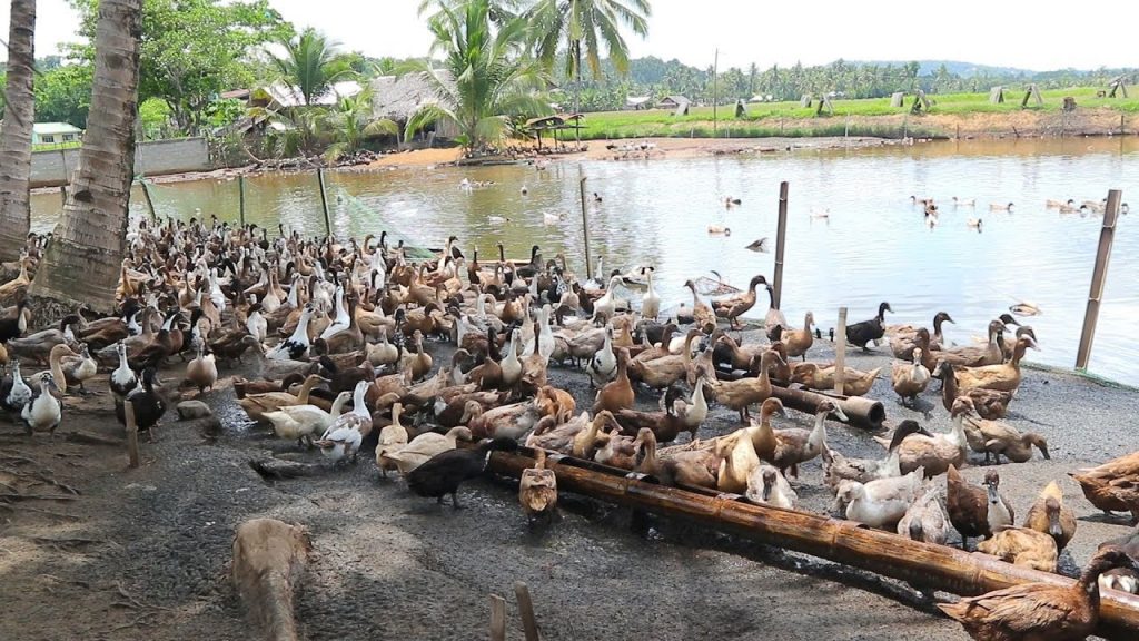 All the Basics You Need to Know About Ornamental Fish Farming - Dexter ...