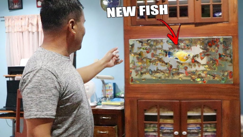 Mud Crabs and Milk Fish Farming – Dexter's World