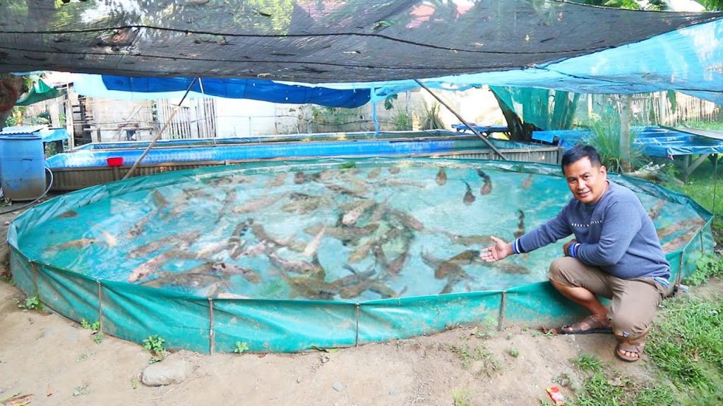 Fish Farm Producing Thousands of Fish - Dexter's World