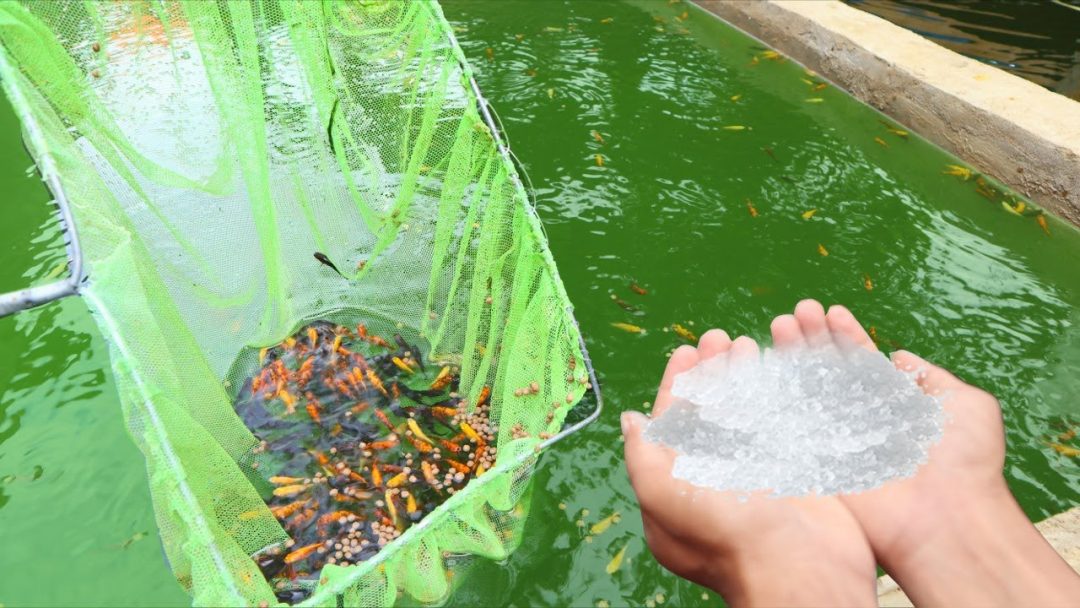 Mud Crabs and Milk Fish Farming – Dexter's World