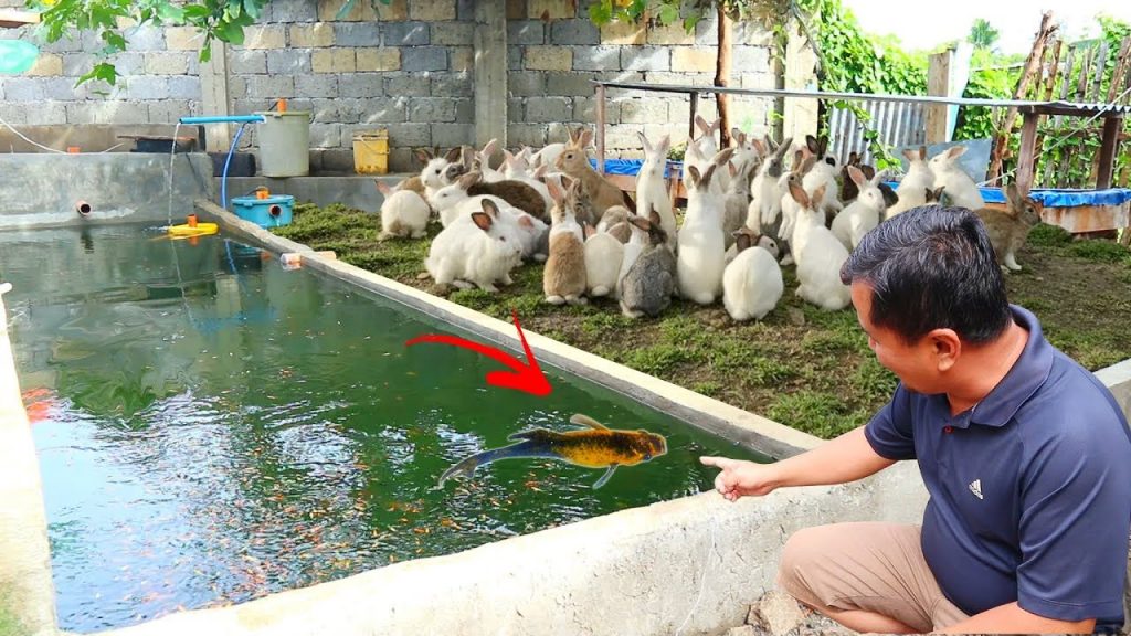 Mud Crabs and Milk Fish Farming – Dexter's World