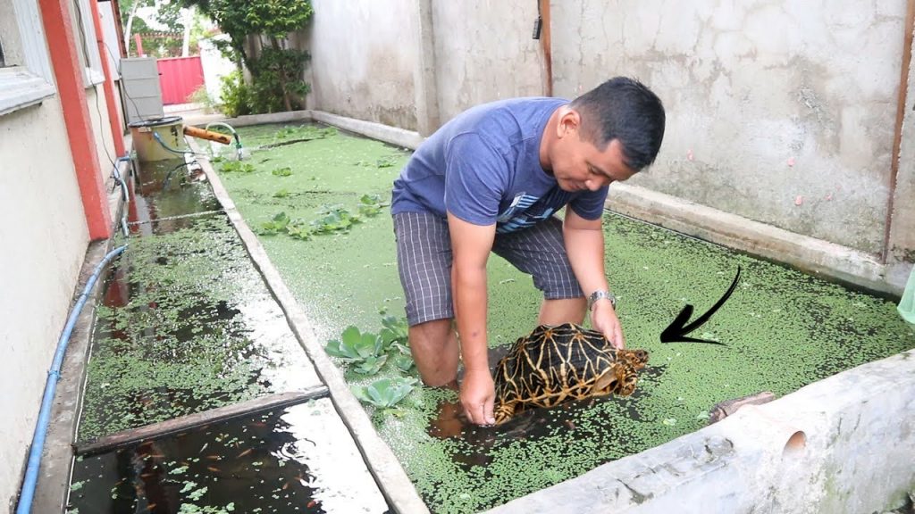 Mud Crabs and Milk Fish Farming – Dexter's World