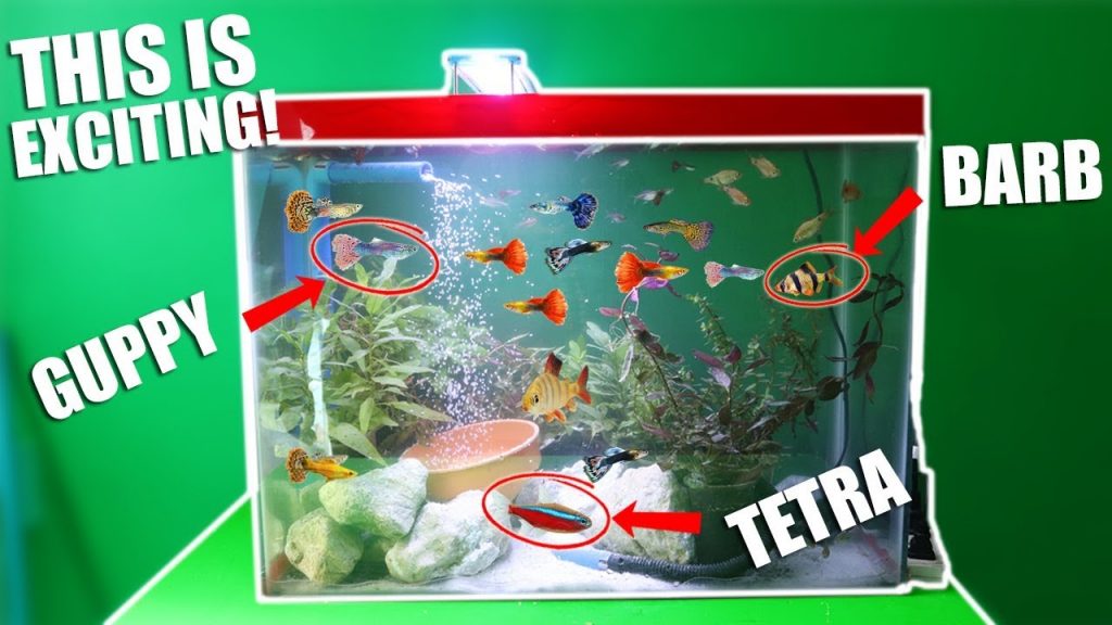 Mud Crabs and Milk Fish Farming – Dexter's World