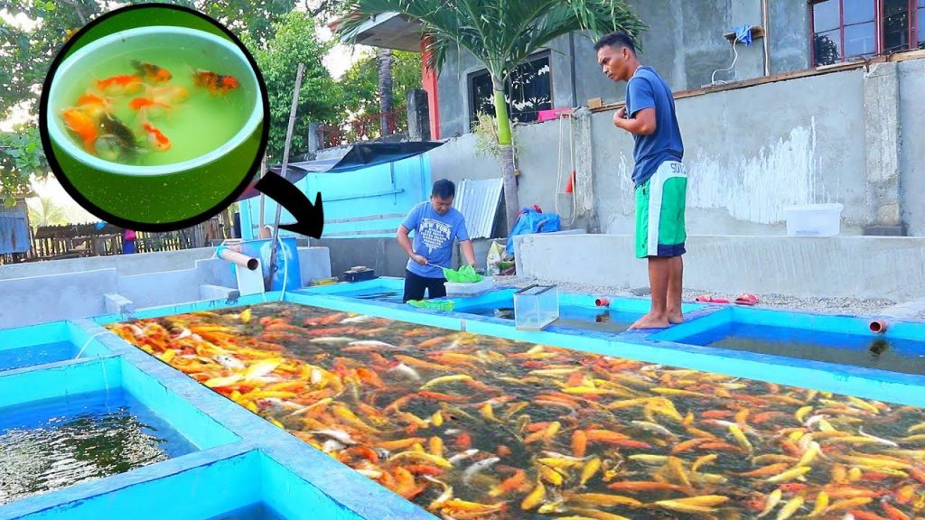 Fish Farm Producing Thousands of Fish – Dexter's World