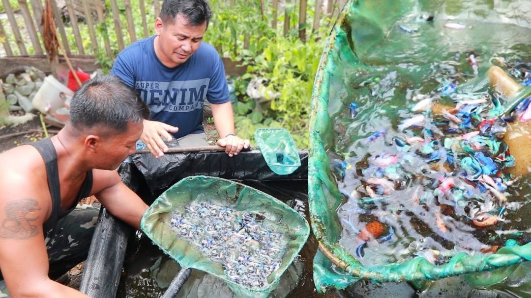 A Visit to a Betta Fish Farm Plus some Tips to Successful Breeding ...