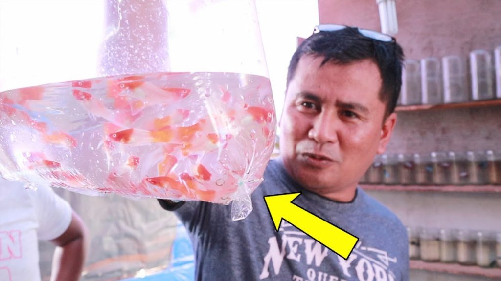 Fish Farm Producing Thousands of Fish – Dexter's World