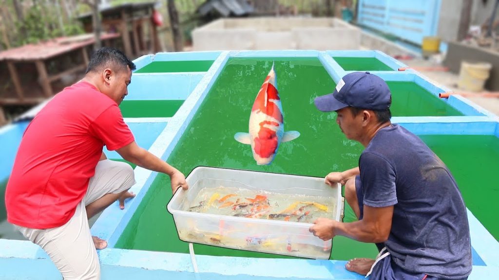 Fish Breeding – Dexter's World