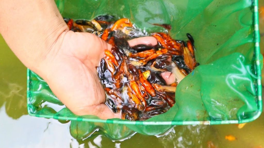 Fish Breeding – Dexter's World