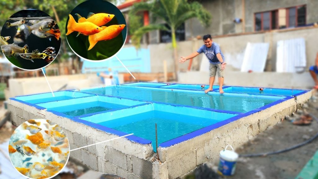 Myths and Facts You Need to Know About Quails and Quail Farming ...