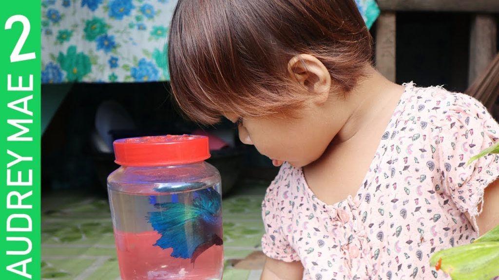 Fish Farm Producing Thousands of Fish – Dexter's World