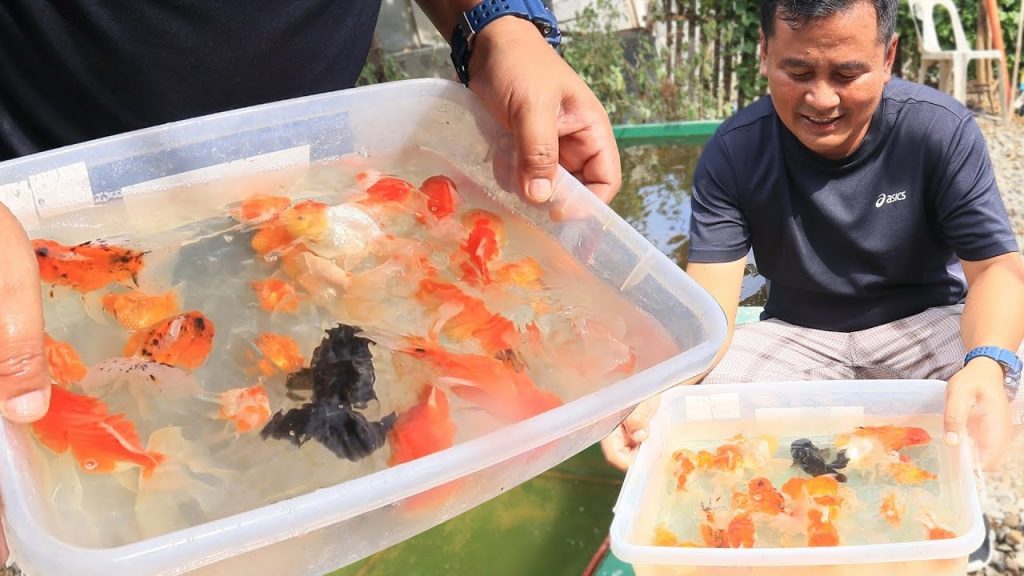 Efficient Care Requirements for Tropical Fish - Dexter's World