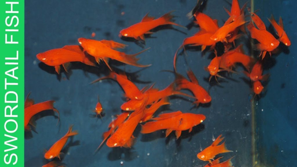 All the Basics You Need to Know About Ornamental Fish Farming – Dexter ...