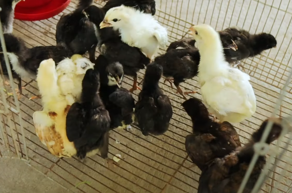 Adding New breed of Chickens! How we Raise Hundreds of Chickens and ...