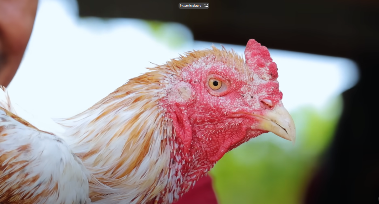 The Art of Native Chicken Farming: A Guide by Dexter's World - Dexter's ...