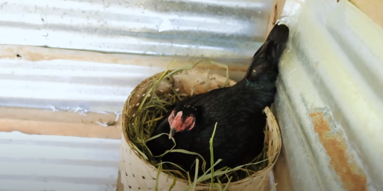 The Art of Native Chicken Farming: A Guide by Dexter's World - Dexter's ...