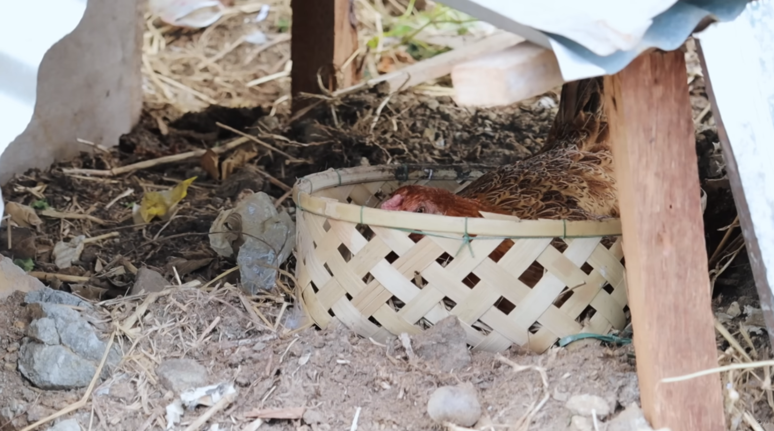 The Art of Native Chicken Farming: A Guide by Dexter's World - Dexter's ...