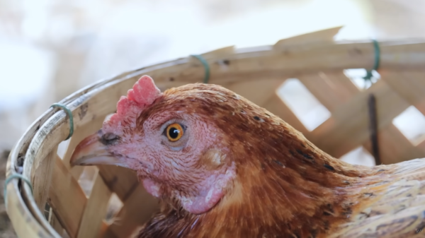 The Art of Native Chicken Farming: A Guide by Dexter's World - Dexter's ...
