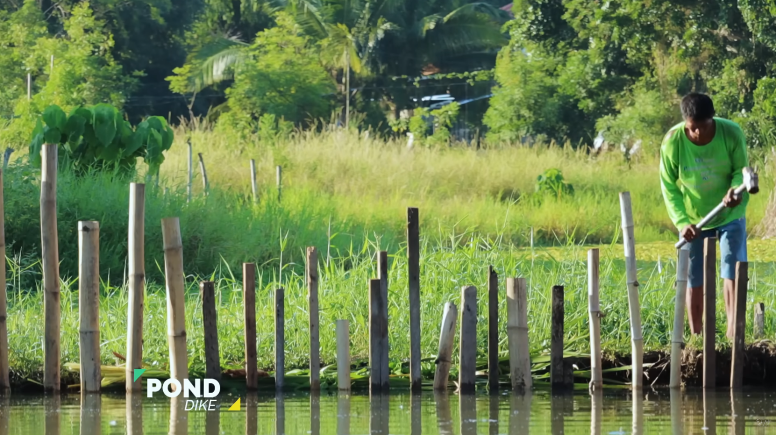 The Journey of Resilience: Reviving Dexter's World Farm - Dexter's World