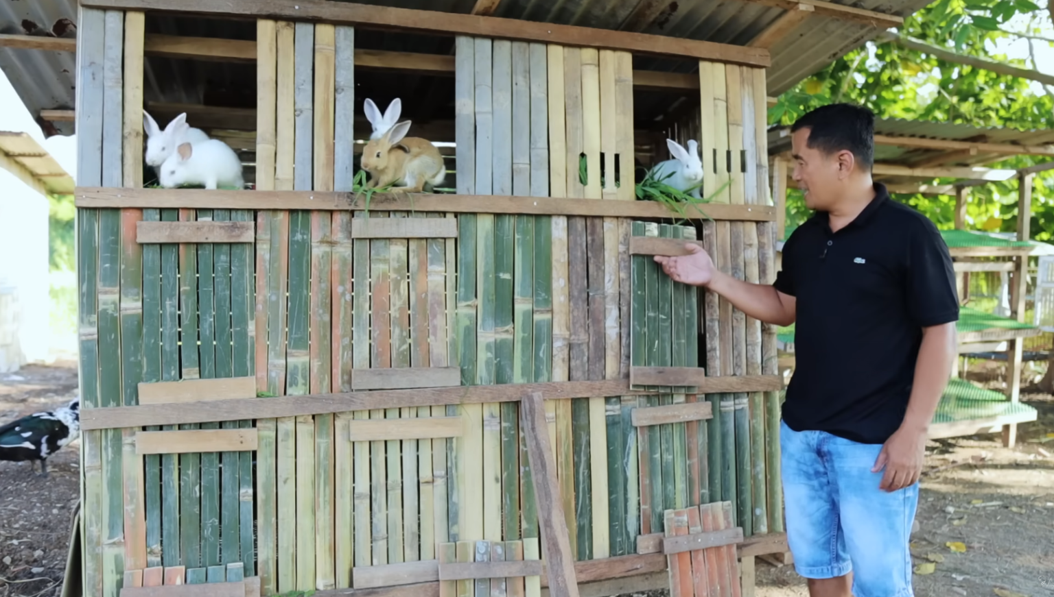 The Journey of Resilience: Reviving Dexter's World Farm - Dexter's World