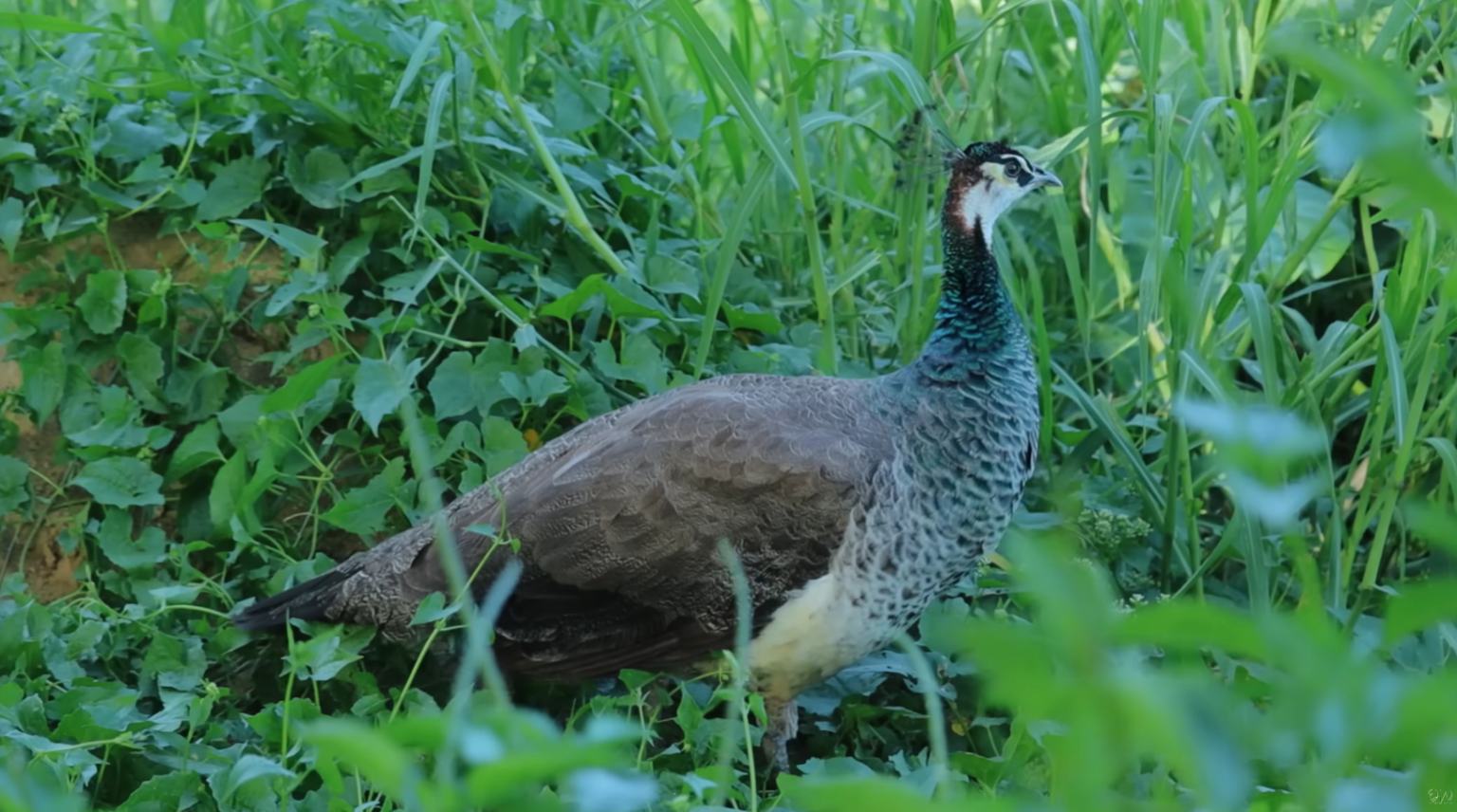 Dexter's World: Navigating Challenges and Embracing Expansion in ...