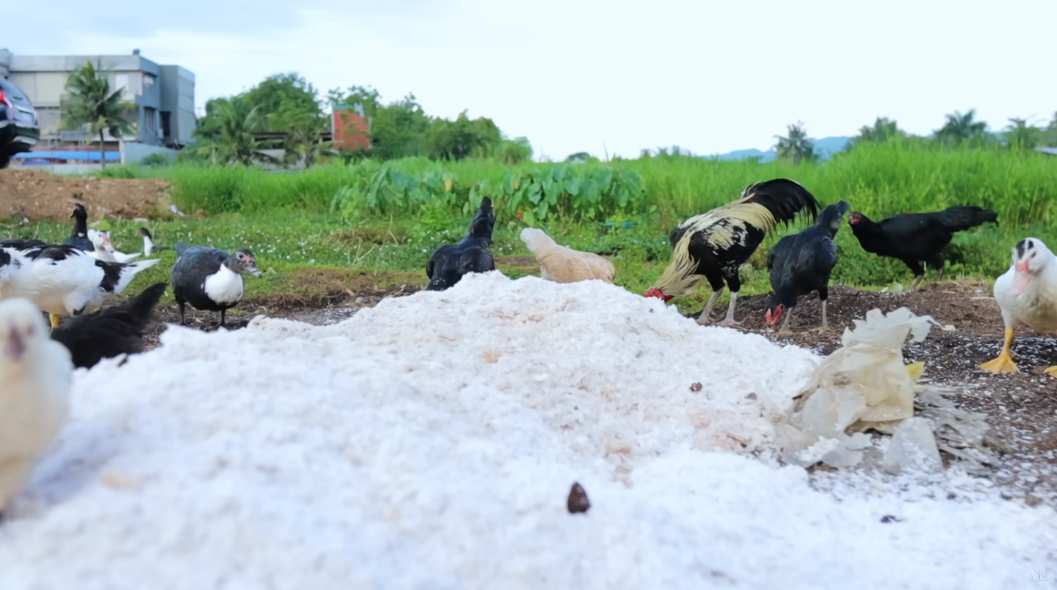 Scaling Free-Range Farming: The Dexter's World Guide - Dexter's World