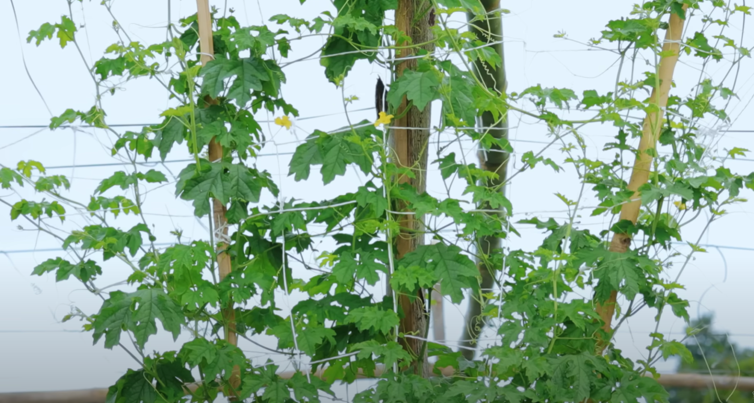 Dexter's World: Embracing Growth and Expansion in 2024 - Dexter's World