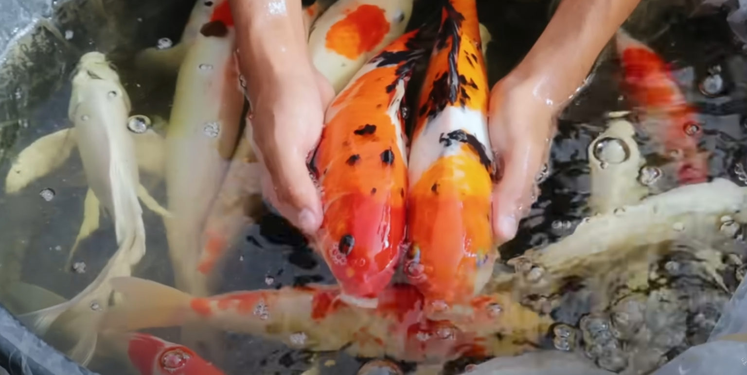 Dexter's World: The Lucrative World of Ornamental Fish Breeding and ...