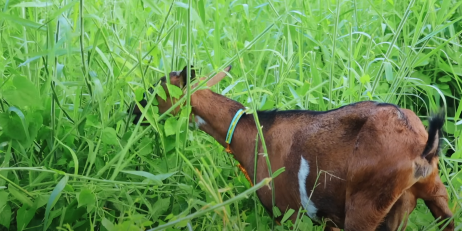 Dexter's World: Transforming a Barren Land into a Flourishing ...