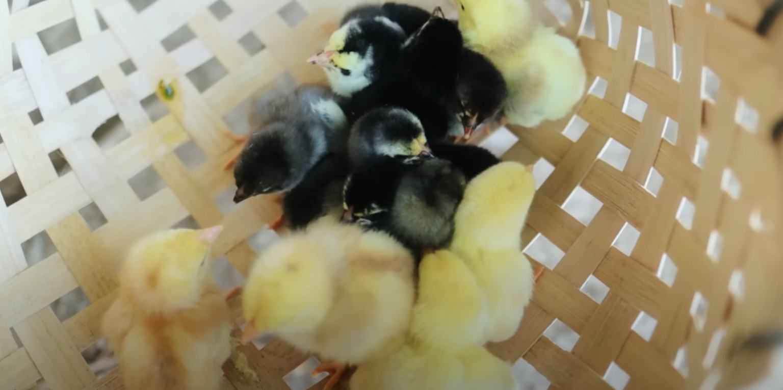 Dexter's World: A Journey Towards Sustainable Farming and Livestock ...