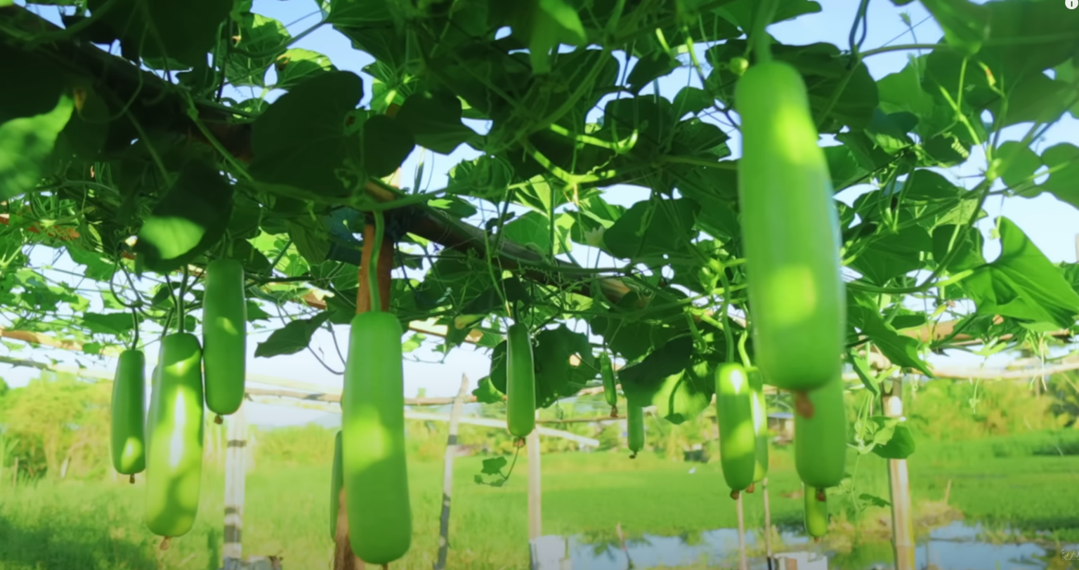 Dexter's World: Embracing Free Range Farming with Innovation - Dexter's ...