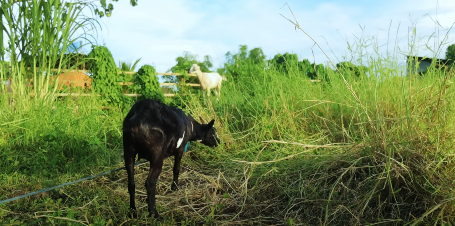 Dexter's World: Embracing Free Range Farming with Innovation - Dexter's ...