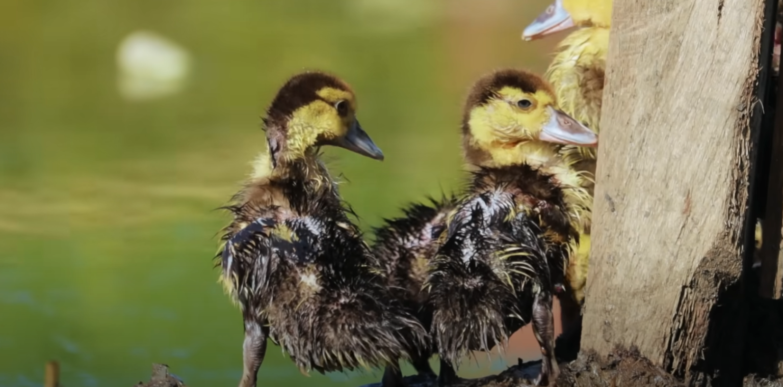 Dexter's World: Embracing Free Range Farming with Innovation - Dexter's ...