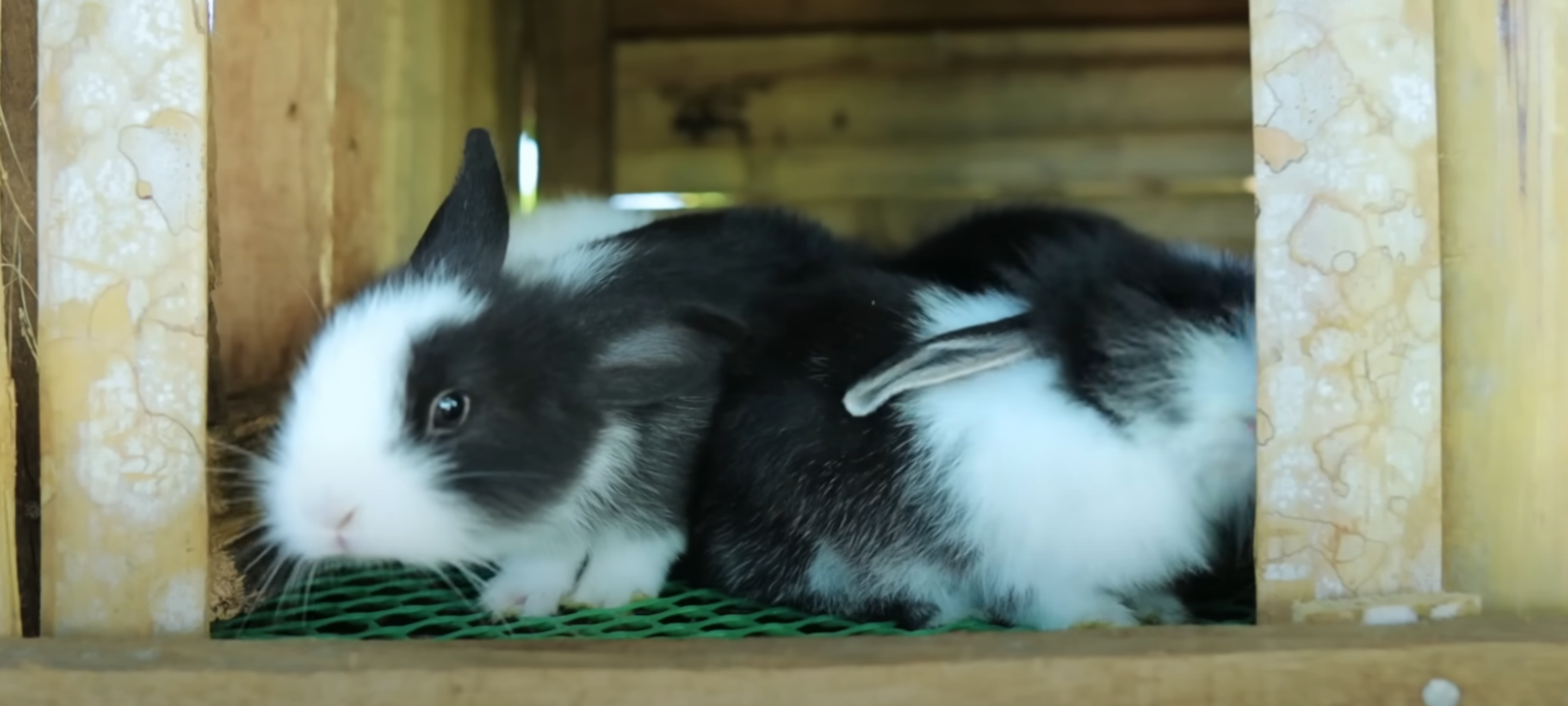 Dexter's World: Embracing Free Range Farming with Innovation - Dexter's ...