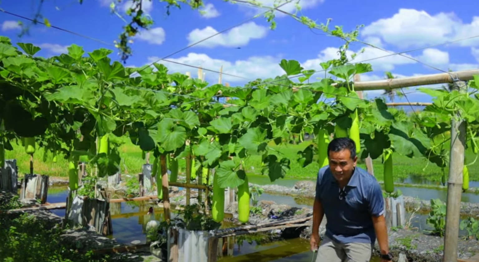 Dexter's World: A Journey from Goat House Completion to Vegetable ...