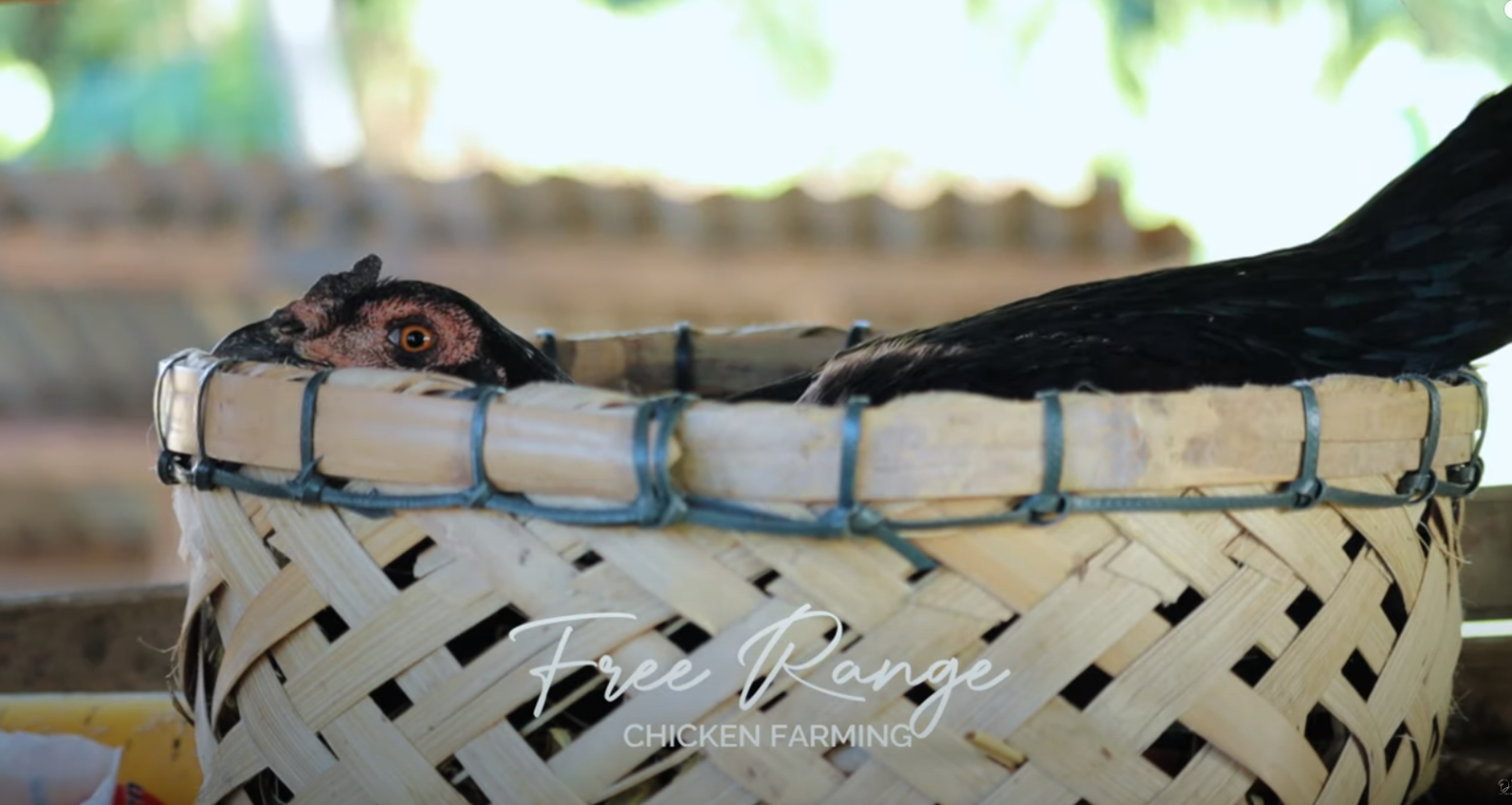 Dexter's World: The Comprehensive Guide to Native Chicken Farming ...