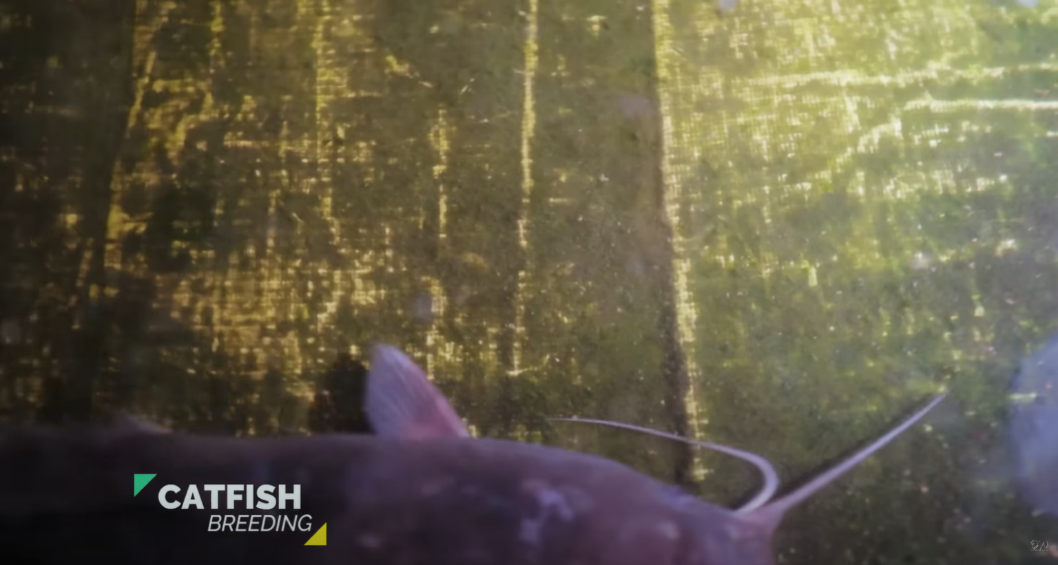 Mastering Catfish Farming and Rabbit Rearing: A Comprehensive Guide ...