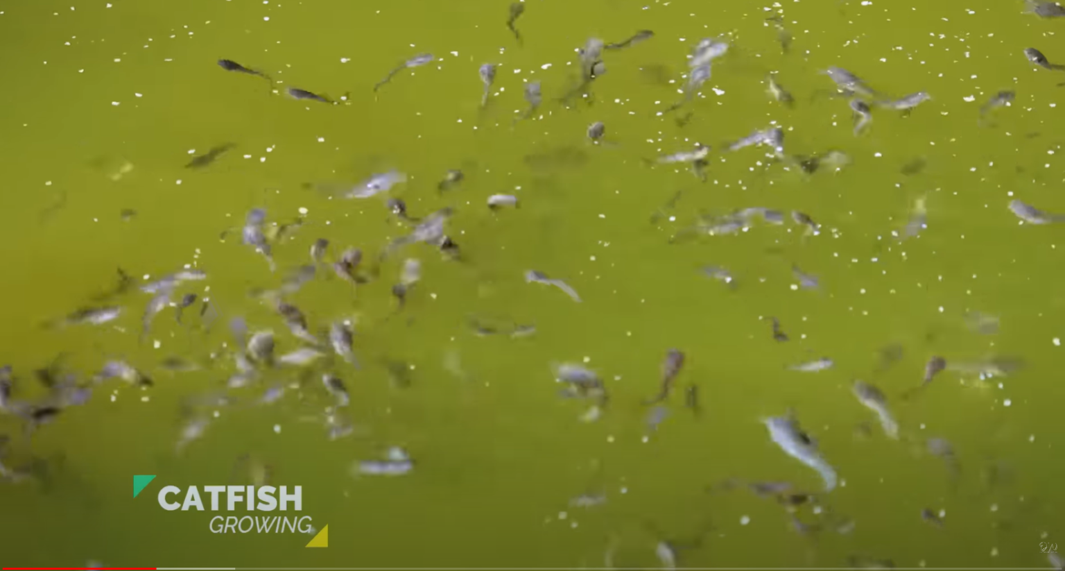 Mastering Catfish Farming and Rabbit Rearing: A Comprehensive Guide ...