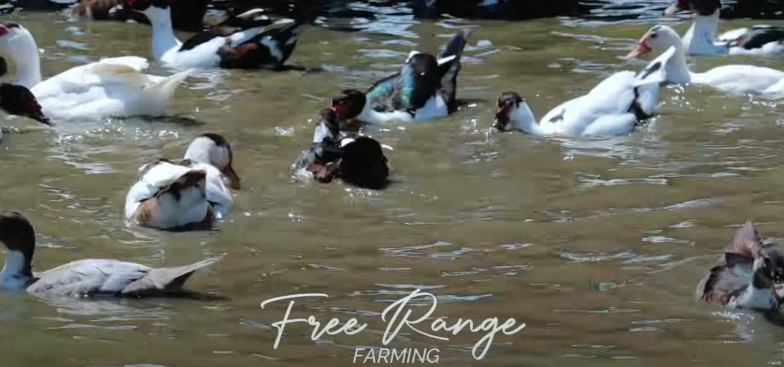 Starting From Scratch: The Journey of Dexter's World - Dexter's World