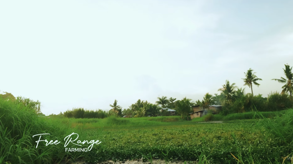 Dexter's Farm: A Journey of Growth, Harvest, and Sustainable Farming ...