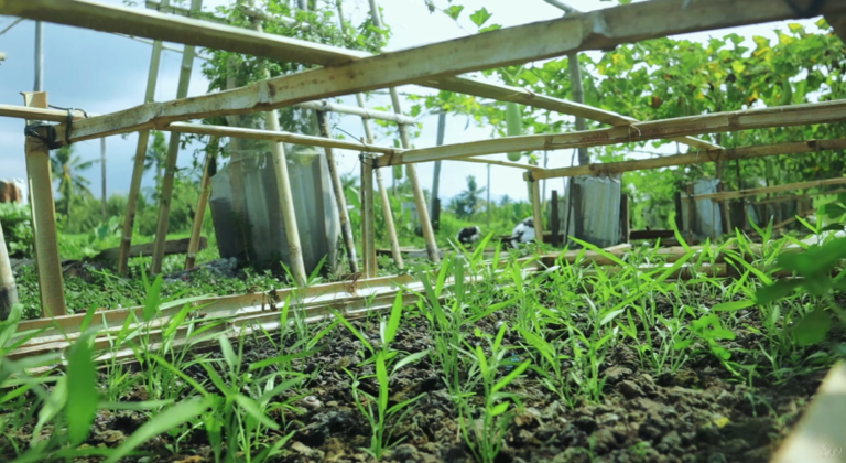 Dexter's Farm: A Journey of Growth, Harvest, and Sustainable Farming ...