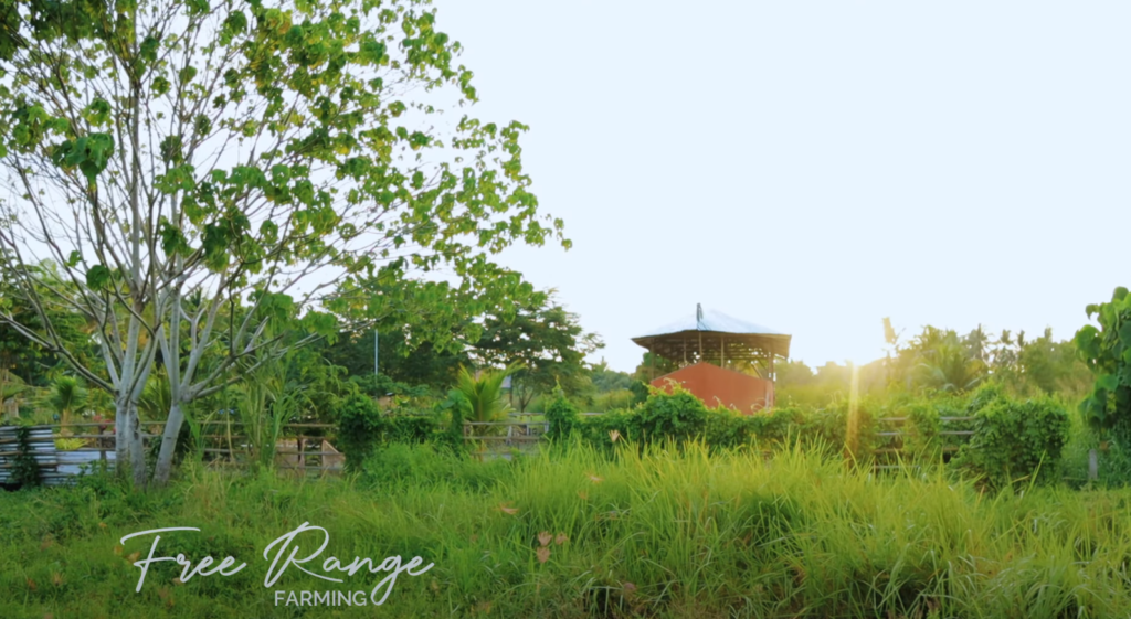 Fish Breeding Archives - Dexter's World