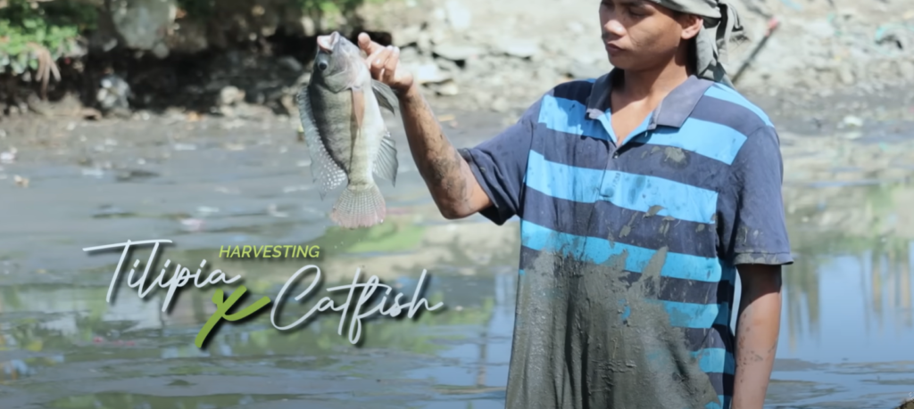 Starting From Scratch: The Journey of Dexter's World - Dexter's World