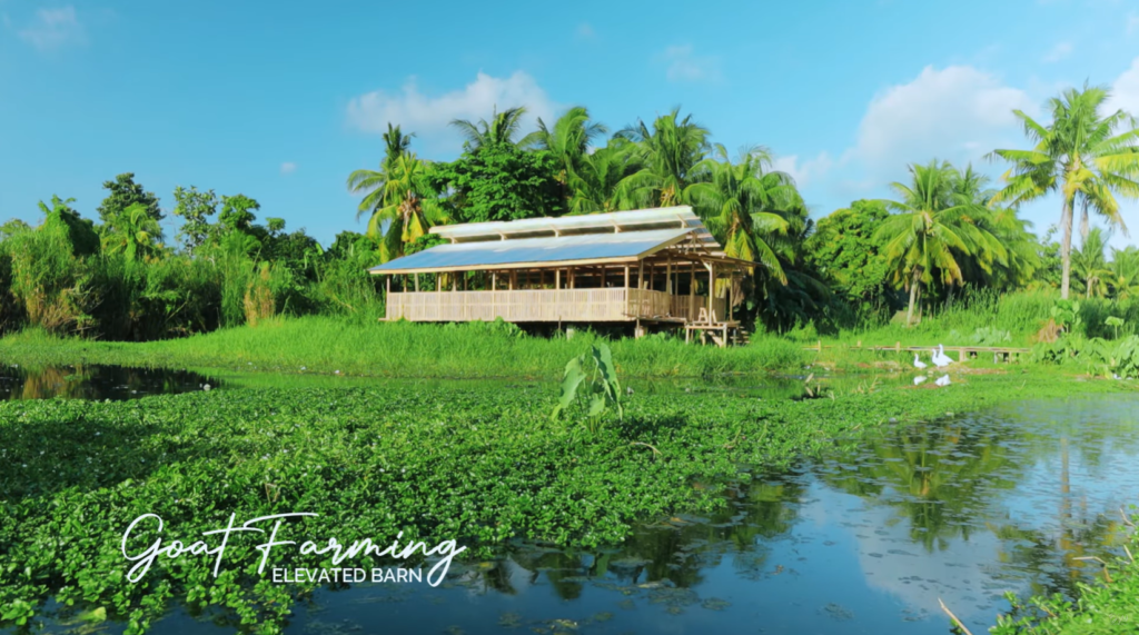 Dexter's Farm Chronicles: Navigating the Learning Curve in Goat Farming ...